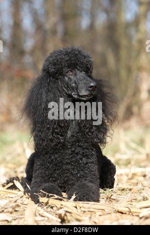 lying Giant Pudel Stock Photo - Alamy