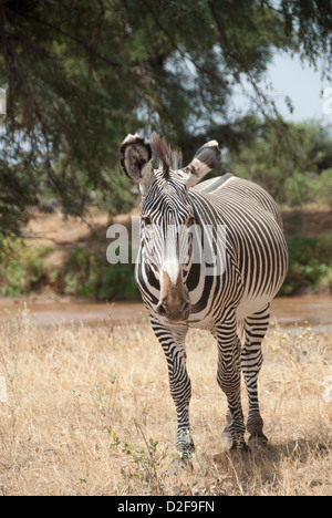 Zebra looking directly at camera Stock Photo - Alamy