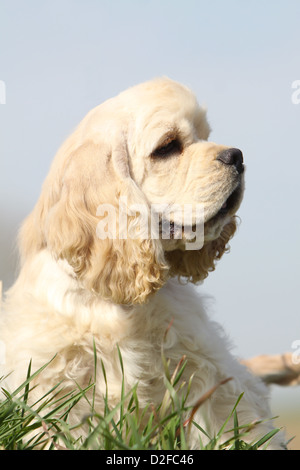 Dog American Cocker Spaniel puppy (cream) running in a meadow Stock ...