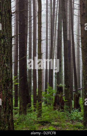 Density of fir trees in a temperate rain forest in British Columbia ...