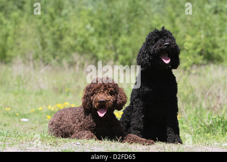 Dog Barbet / French Water Dog two adults different colors (brown and ...