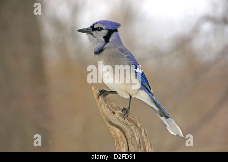 Small blue jay (Cyanocitta cristata) in the snowy background Stock ...
