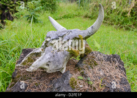 Cow Skull on a Rock Stock Photo - Alamy