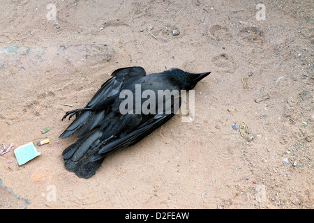 A corpse of dead crow Stock Photo: 48536461 - Alamy