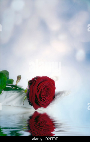 Hand holding rose bloom in in the garden Stock Photo - Alamy