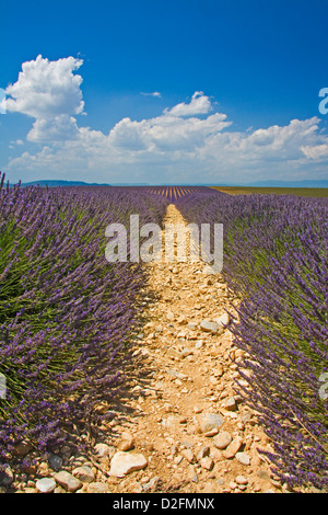 Path through the lavender Stock Photo - Alamy