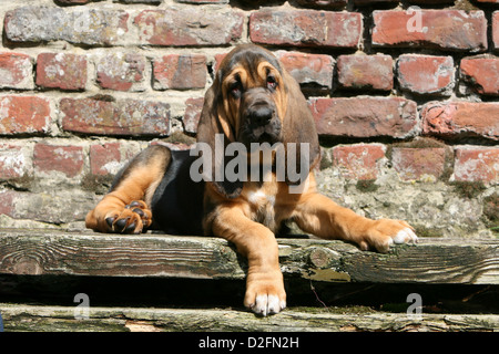 Young bloodhound, St. Hubert hound or Sleuth Hound, female, portrait Stock Photo - Alamy