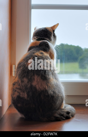 Cat by the Window Stock Photo - Alamy