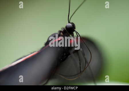 Scarlet Swallowtail Butterfly Papilio rumanzovia Asia Stock Photo - Alamy