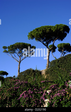 Villa Borghese park tree Rome Italy Stock Photo - Alamy