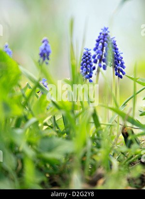 grape hyacinth, blue bell, bluebell flower, spring flowera Stock Photo ...