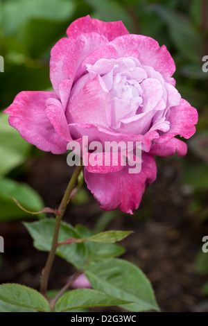 Teehybrid-Rose, "Blue River", Rosa, Rosales, Rosaceae Stock Photo - Alamy