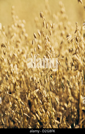 Common Oat (Avena sativa sativa), ripe seeds. Studio picture against a ...