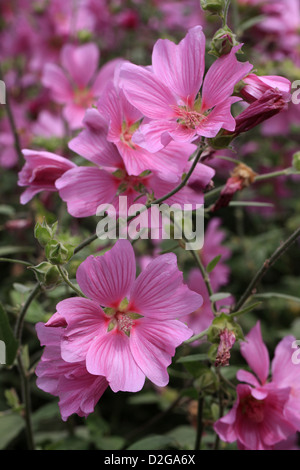 Lavatera Rosea mallow pink flowers in Ballynascreen Glebe garden ...