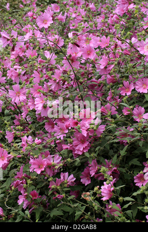 Lavatera Rosea mallow pink flowers in Ballynascreen Glebe garden ...