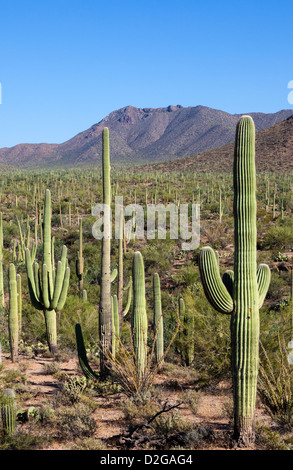 Big Saguaro cactus in a mountains, Arizona, USA Stock Photo - Alamy