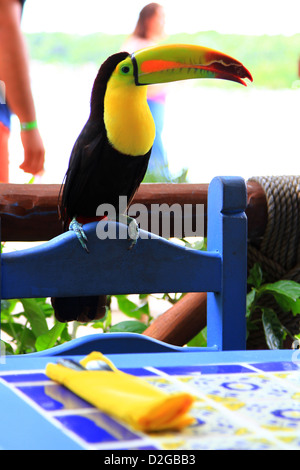 Toucans, South America, canopy rainforest, bright-orange, yellow beak ...