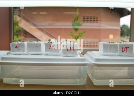 Science experiment using Wisconsin fast plant seeds Stock Photo - Alamy