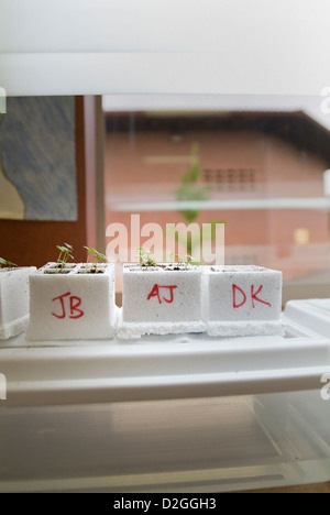 Science experiment using Wisconsin fast plant seeds Stock Photo - Alamy