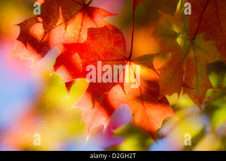 Fall Maple Leaves (digital effect Stock Photo - Alamy