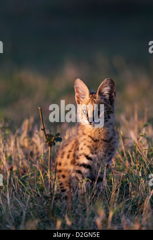 Young serval cat, Masai Mara Game Reserve, Kenya Stock Photo - Alamy