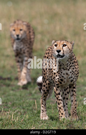 Cheetah, Gepard,Acinonyx jubatus Stock Photo - Alamy
