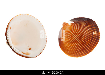 empty brown shell of cockle isolated on white background Stock Photo ...