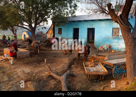 India, Uttar Pradesh, Agra, Farmyard animals in farm area Stock Photo ...