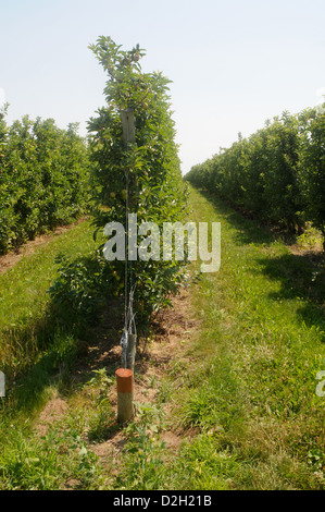 Tall spindle apple trees in the the orchard in the snow Stock Photo - Alamy