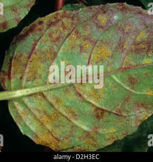 Fuchsia rust (Pucciniastrum epilobii) pustules on the underside of a ...