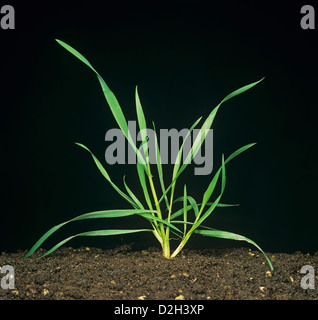 Tillering wheat plant at about Zadoks stage 30 or Feekes stage 5 in ...