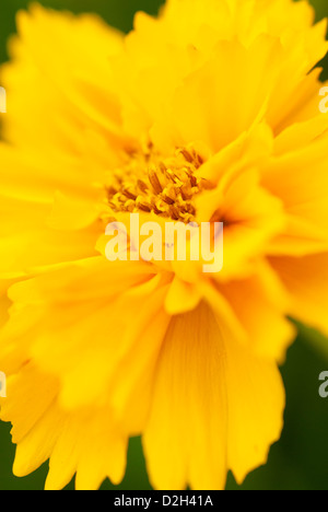 (Coreopsis grandiflora grandiflora Stock Photo - Alamy