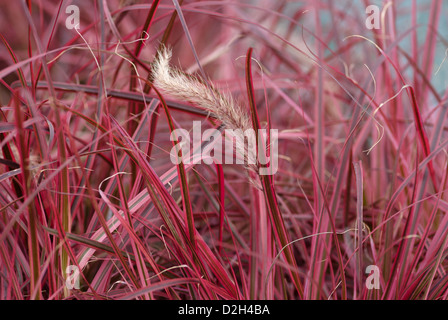 Fireworks Fountain Grass Pennisetum setaceum 'Fireworks' Stock Photo ...