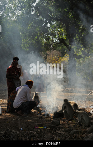 Pilgrims feeding langur monkeys near the fort in Ranthambore national ...