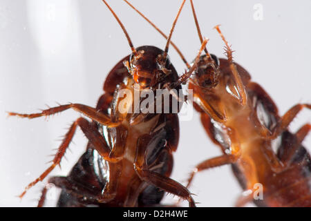 Roseburg, Oregon, USA. 24th January 2013. A cockroach pauses while ...