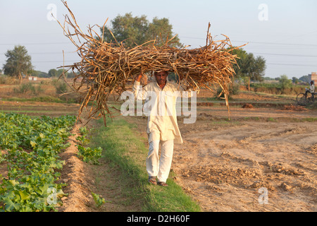 Farmer carrying crop on head, Jodhpur, Rajasthan, India Stock Photo - Alamy