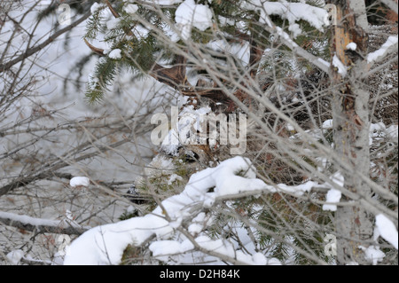 Mule Deer Buck, camouflage Stock Photo - Alamy