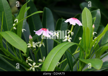 Mango inflorescence, Madagascar Stock Photo - Alamy