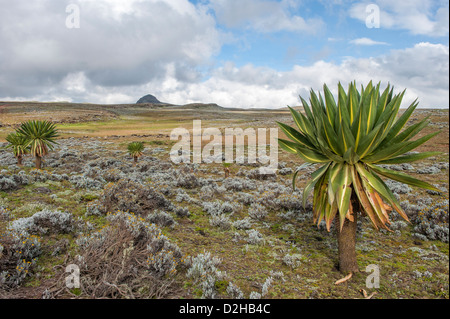 Giant lobelia (Lobelia rhynchopetalum). Bale Mountains National Park ...