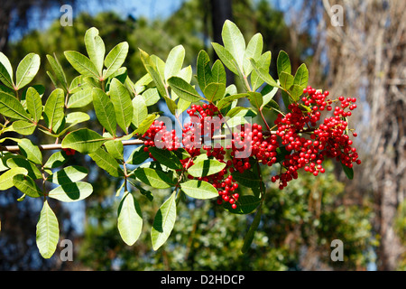 A shrub tree called Brazilian Pepper that is an invasive plant species ...