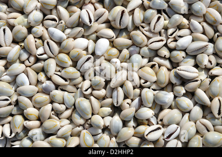 Indian White Cowries ( Cypraeidae Stock Photo - Alamy