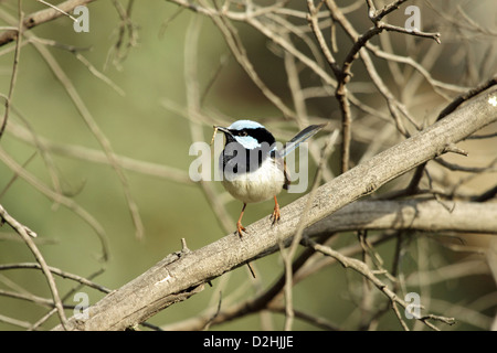 Superb Fairywren (Malurus cyaneus Stock Photo - Alamy