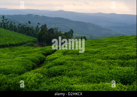 Tea Plantation, Gisakura, Rwanda Stock Photo - Alamy