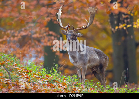 Fallow deer (Cervus dama) (Fallow deer stag in the rut), Dama dama ...