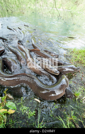 Short-finned eels (Anguilla australis), Christchurch, New Zealand Stock ...