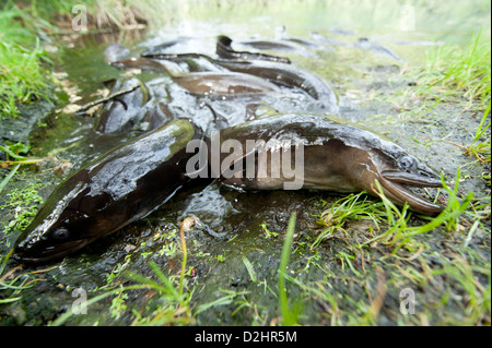 Short-finned eels (Anguilla australis), Christchurch, New Zealand Stock ...