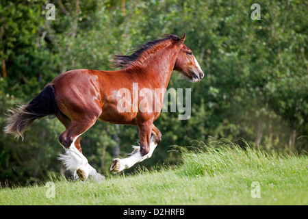 Shire Horse. Bay stallion galloping on a meadow Stock Photo - Alamy