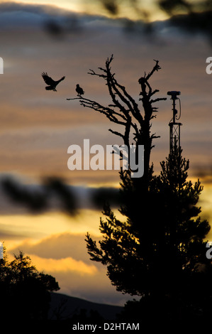 A juvenile osprey (Pandion haliaetus) fitted with a radio tracking ...