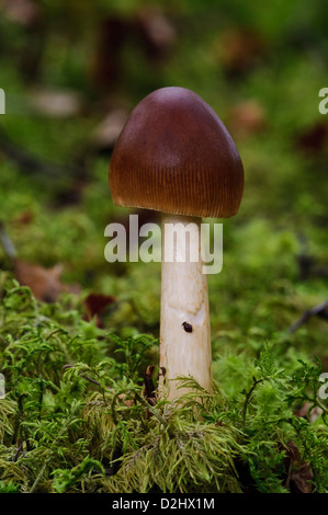 Tawny Grisette Fungus, Amanita fulva, Amanitaceae Stock Photo - Alamy