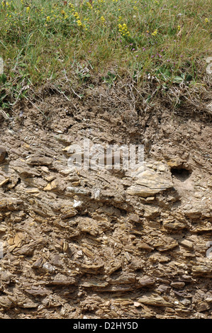 Soil profile on a low cliff above a beach in Cornwall with a shallow ...